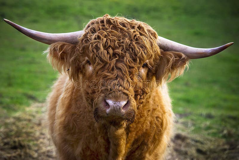 Vache écossaise photo stock. Image du écossais, horizontal - 51539826