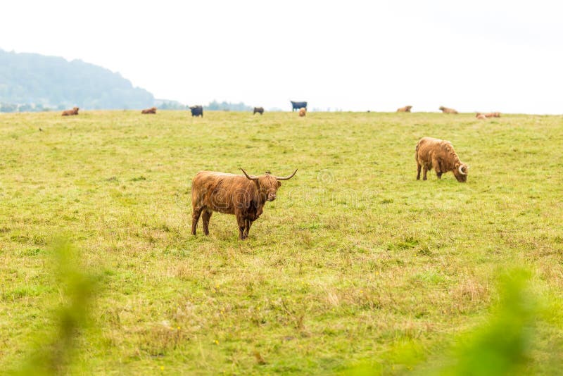 Vache écossaise Velue En Montagnes, Ecosse Photo stock - Image du ...