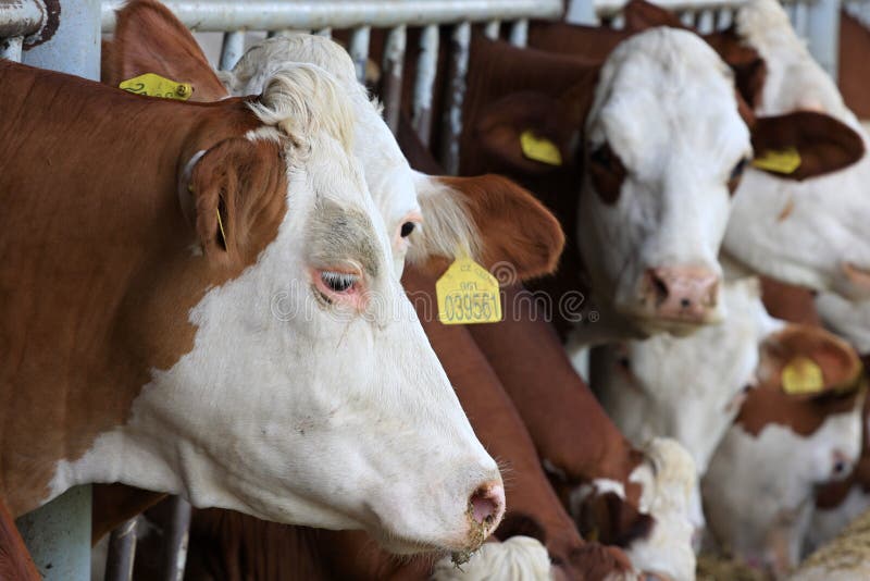Deux Vaches Mangeant Du Fourrage Image stock - Image du agriculture ...