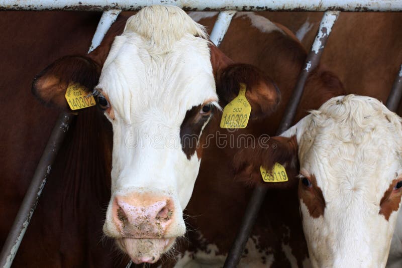 Deux Vaches Mangeant Du Fourrage Image stock - Image du agriculture ...