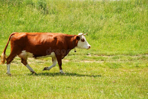 Vache image stock. Image of pré, salubre, sain, nuages - 19784511
