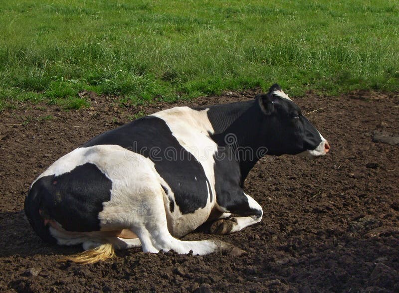 Vache Anglaise Regardant Par-dessus Une Haie Photo stock - Image du ...