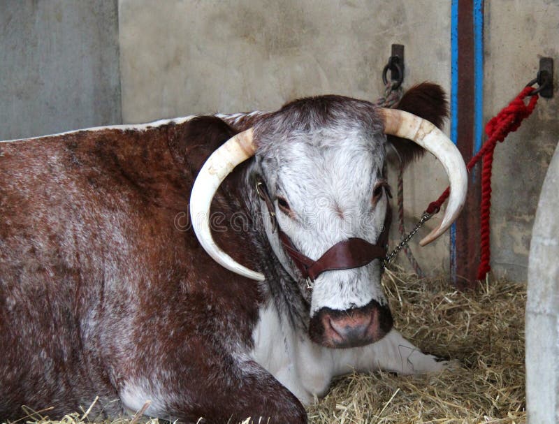 Vache anglaise à Longhorn image stock. Image du têtes - 20584923