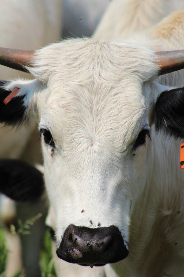 Vache blanche photo stock. Image du sardinia, buissons - 14119800
