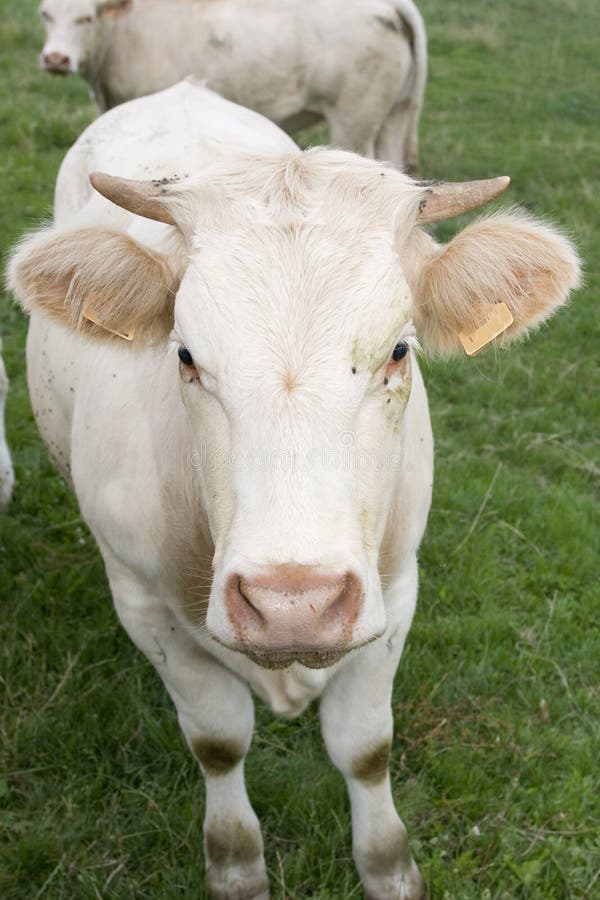 Profil de vache photo stock. Image du bétail, herbe, affermage - 5096698