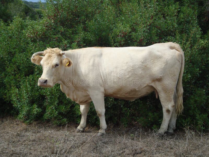 Vache blanche photo stock. Image du sardaigne, buissons - 14119800