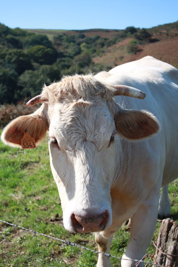 Vache blanche image stock. Image du france, vache, affermage - 14961587