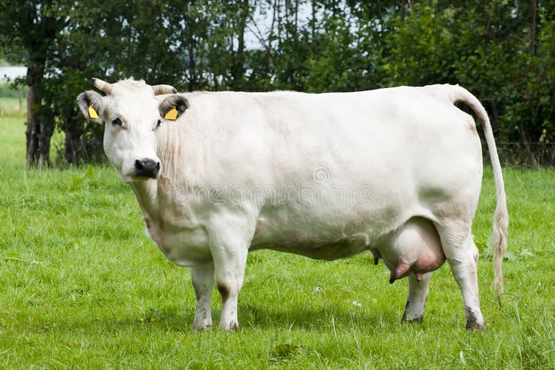Vache blanche photo stock. Image du lait, vache, veau - 20592284