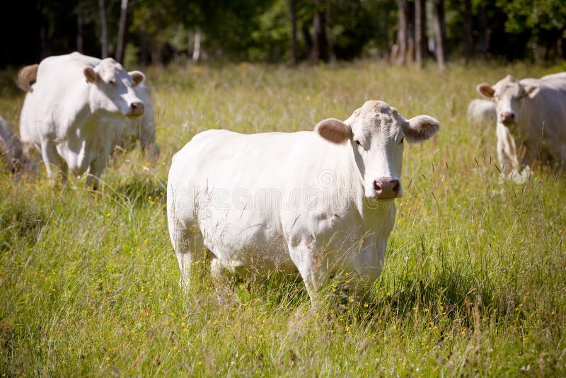 Vache blanche image stock. Image du landscaped, herbe - 21273183