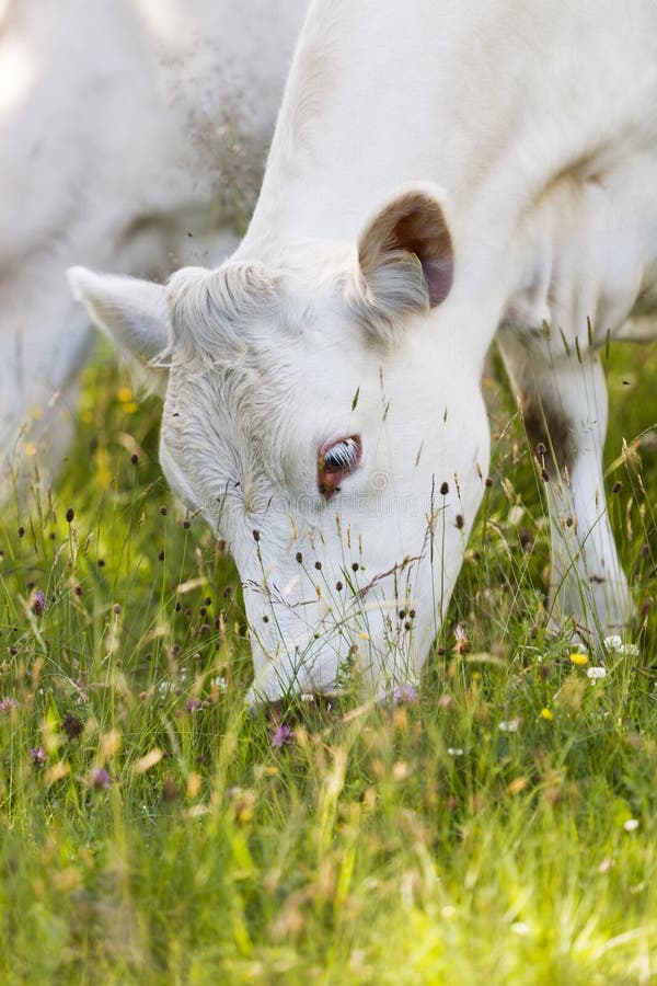 Vache blanche image stock. Image du agriculture, viande - 21273183