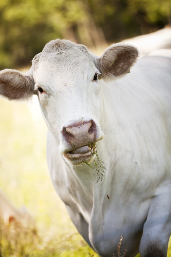 Vache blanche image stock. Image du agriculture, viande - 21273183