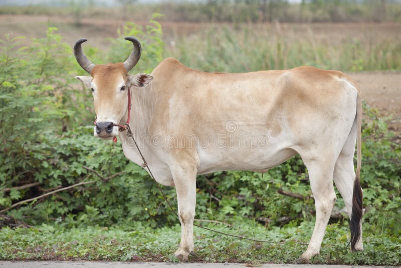 Vache blanche photo stock. Image du viande, klaxon, traire - 24126098