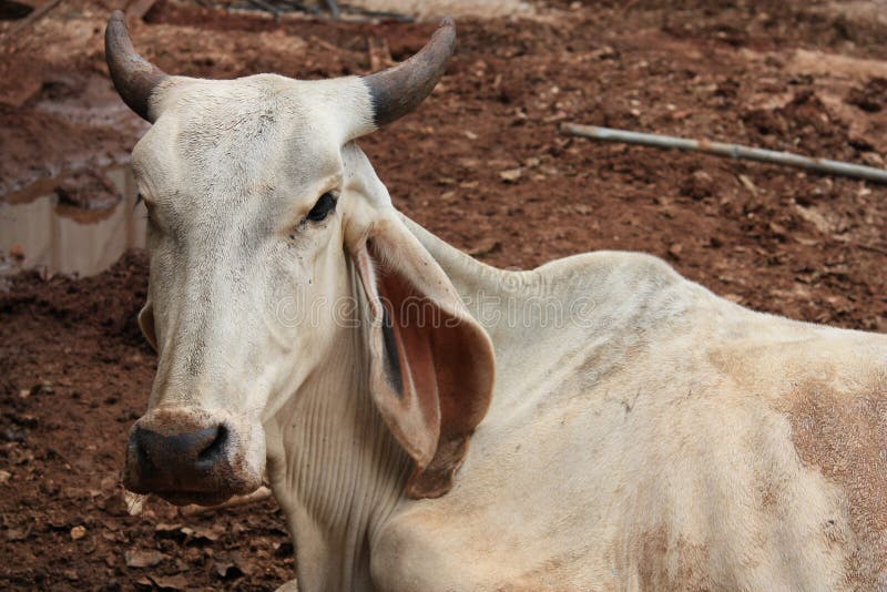 Vache blanche asiatique photo stock. Image du nature - 22131874