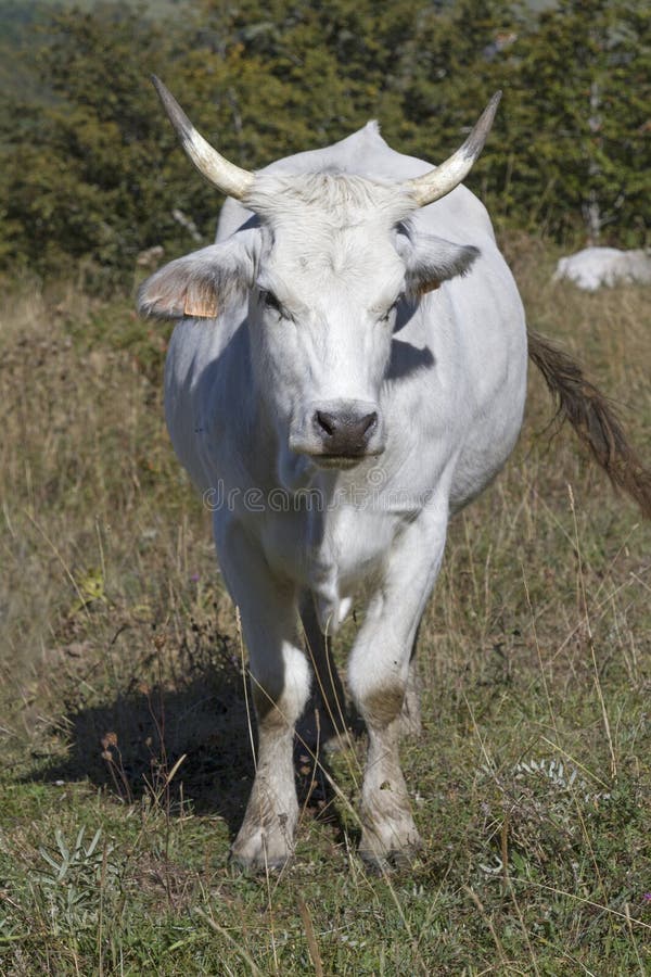 Vache blanche photo stock. Image du vache, bétail, pré - 18300290