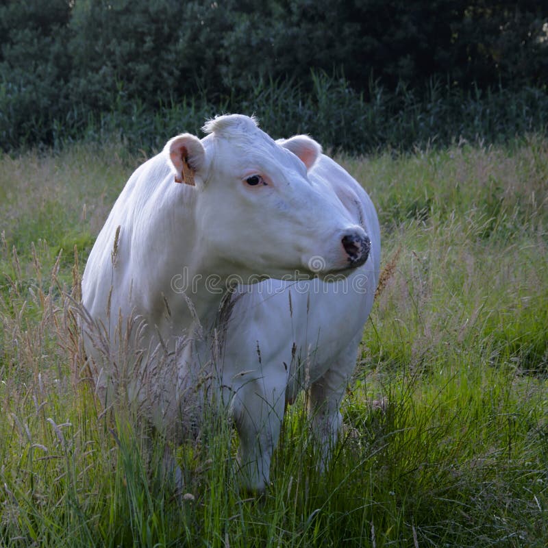 Vache Blanche Dans L'envrionment Naturel Photo stock - Image du ...