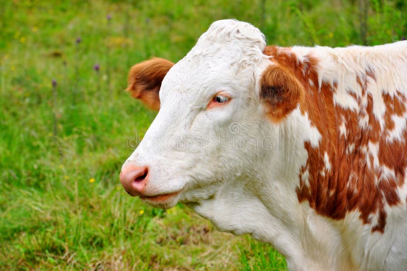 Vache Blanche Dans Un Domaine Vert Photo stock - Image du brun ...