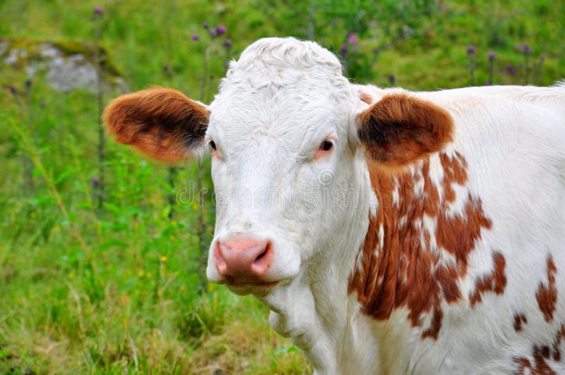 Vache Blanche Dans Un Domaine Vert Photo stock - Image du brun ...