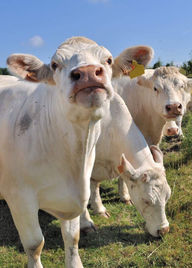 Vaches Blanches Du Charolais Photo stock - Image du bétail, agriculture ...