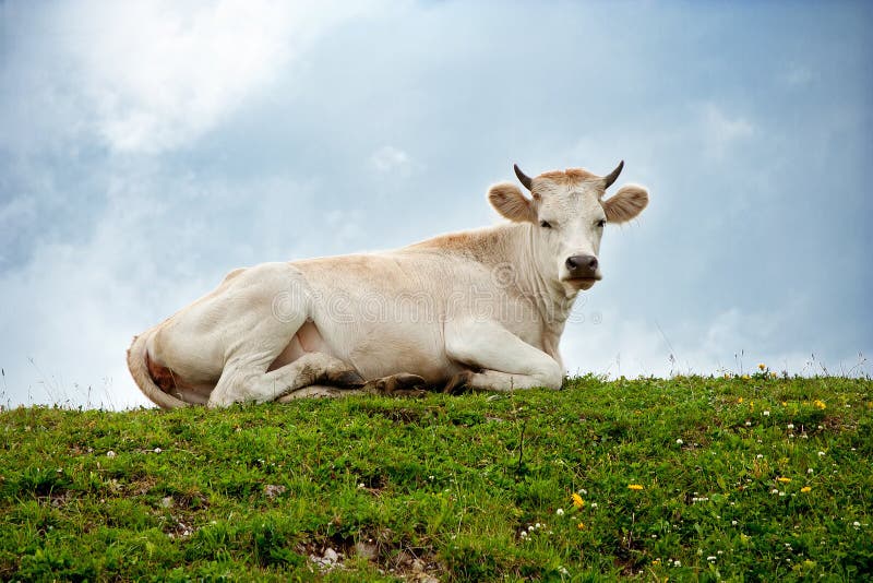 Vache blanche photo stock. Image du sardinia, buissons - 14119800