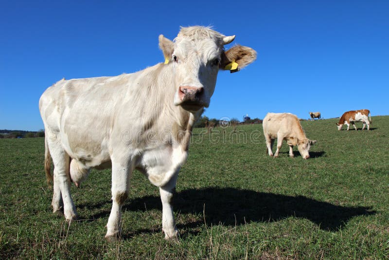 Vache Blanche Dans Un Domaine Vert Photo stock - Image du brun ...