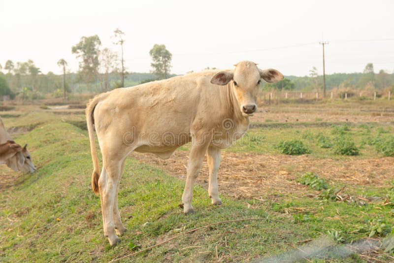 Vache Blanche Sur Le Pr? Vaches Blanches Dans Le Midle De La Ferme ...