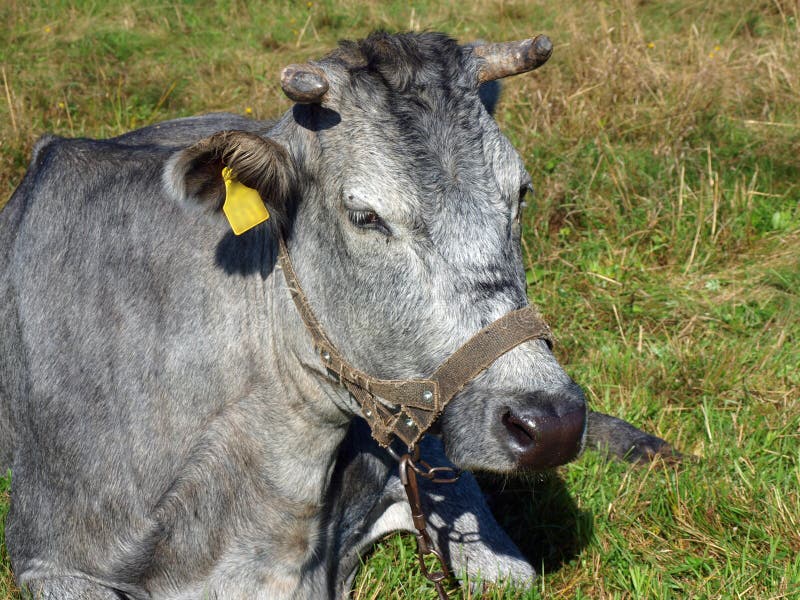 107 Photos de Vache Letton Bleue - Photos de stock gratuites et libres ...