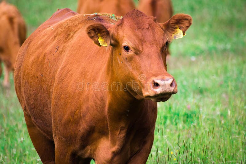 Vache brune photo stock. Image du pays, mammifère, britannique - 42223696