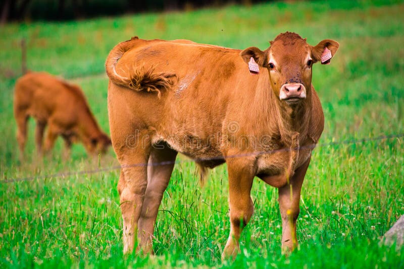 Vache brune photo stock. Image du pays, mammifère, britannique - 42223696