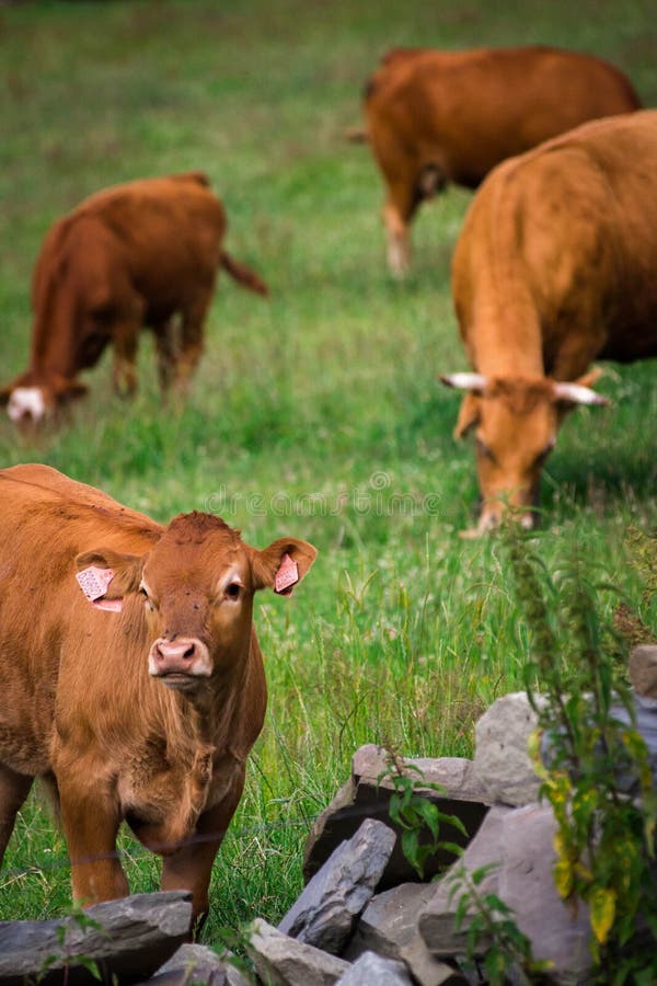 Vache brune photo stock. Image du pays, mammifère, britannique - 42223696
