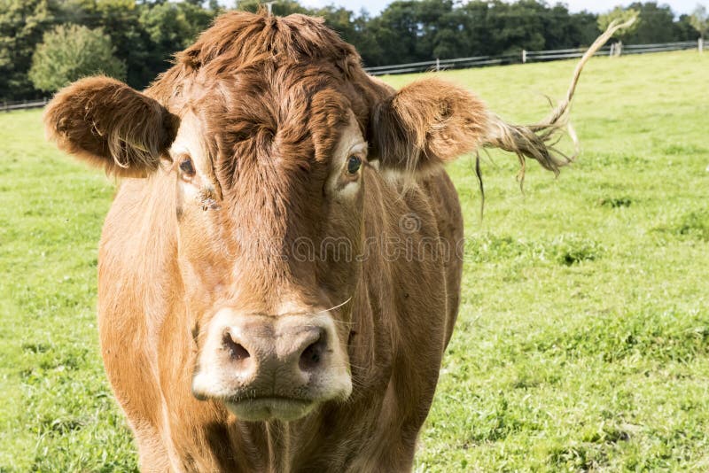 Vache brune photo stock. Image du lait, vache, rural - 50375534
