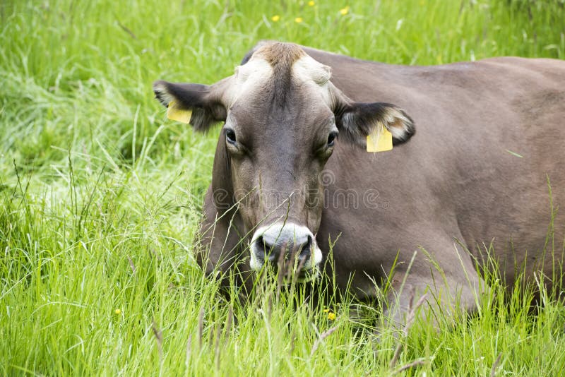 Vache brune photo stock. Image du lait, vache, rural - 50375534