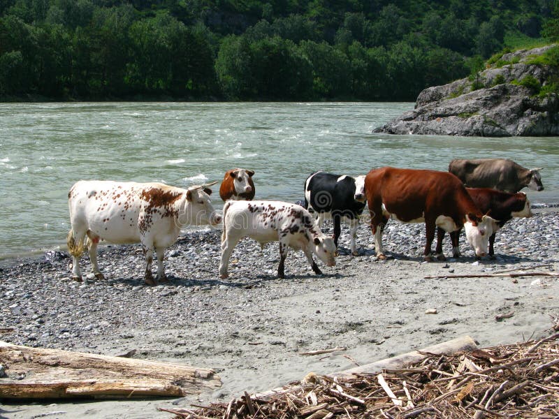 VACHE BRUNE AVEC LE VEAU image stock. Image du tête, vache - 11412497