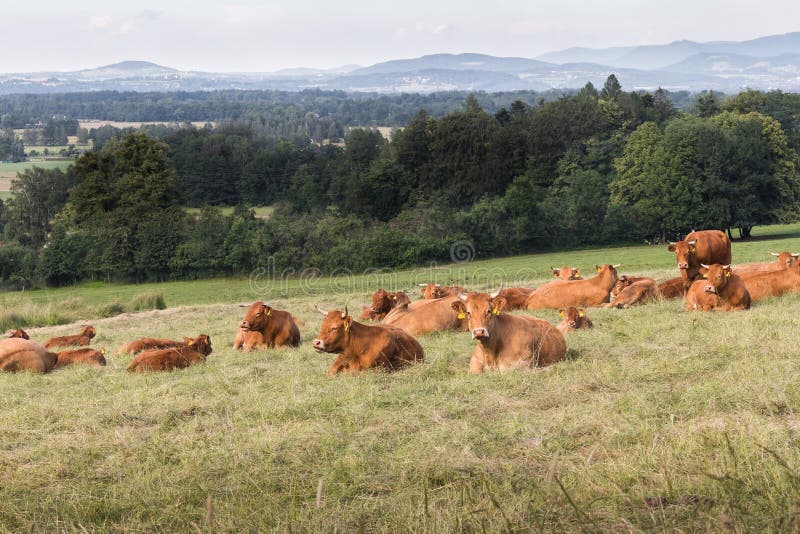 Vache brune photo stock. Image du pays, mammifère, britannique - 42223696