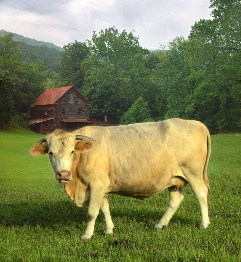 Vache dans le champ image stock. Image du herbeux, construction - 4411897