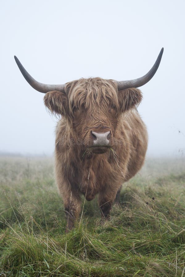Vache écossaise Des Highlands Photo stock - Image du nature, montagnes ...
