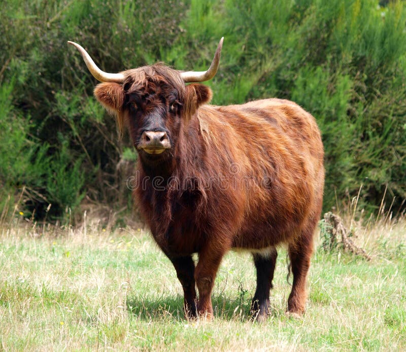 Vache, Longhorn Rare De L'anglais De Race. Image stock - Image du rare ...