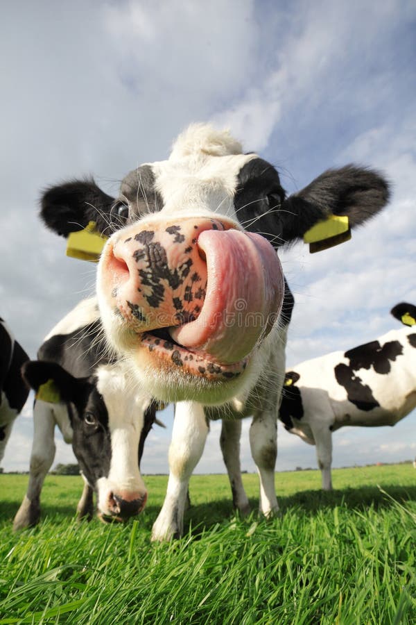 Vache drôle image stock. Image du netherlands, vache - 27027739