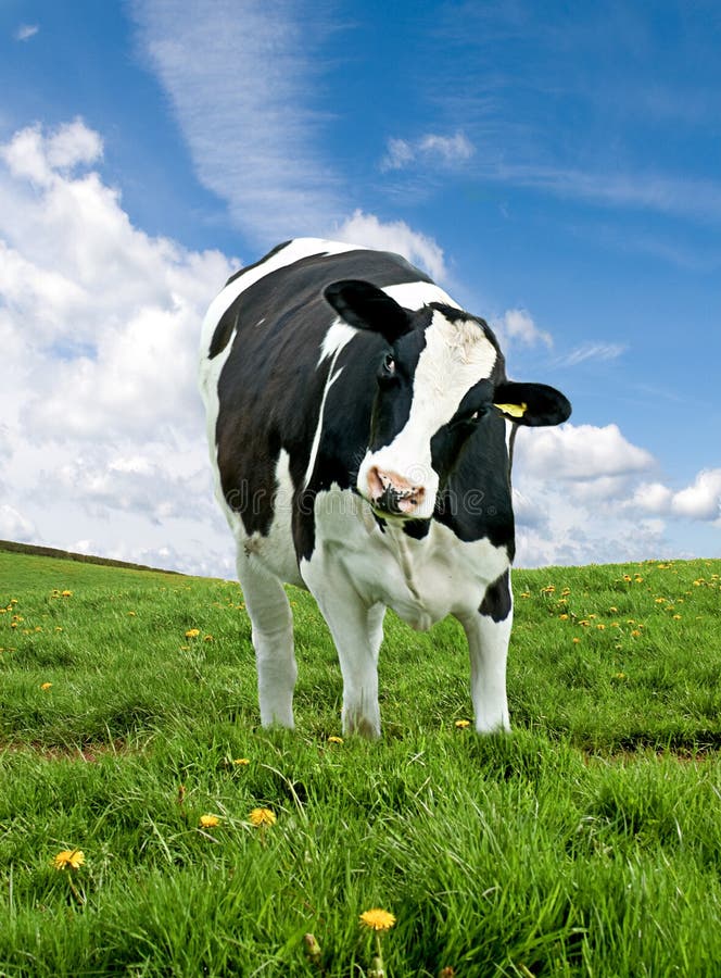 Vache frisonne photo stock. Image of expressif, vache - 18287892