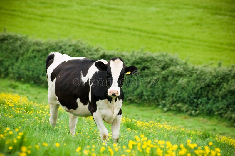 Vache frisonne photo stock. Image of expressif, vache - 18287892