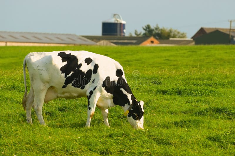 Vache frisonne photo stock. Image du veau, zone, noir - 5562390
