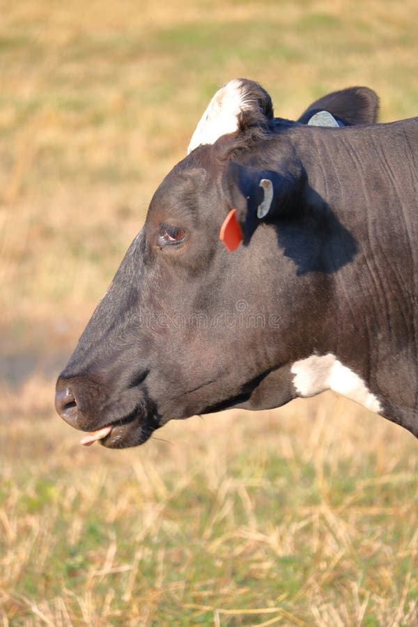 Vache Vue De Profil 2 Photos Stock - Téléchargez 246 Photos libres de ...