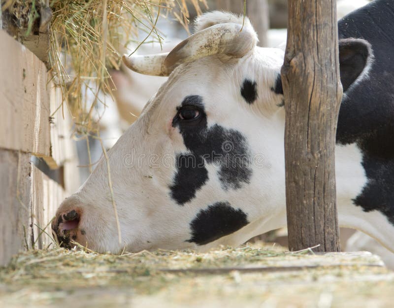 Vache mangeant le foin photo stock. Image du sain, foin - 32538522