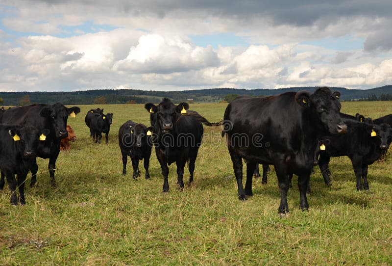 Vache Noire - Aberdeen-angus De Race De Viande Image stock - Image du ...