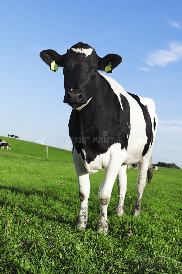 Vache Frisonne Vous Regardant Image stock - Image du troupeau, blanc ...