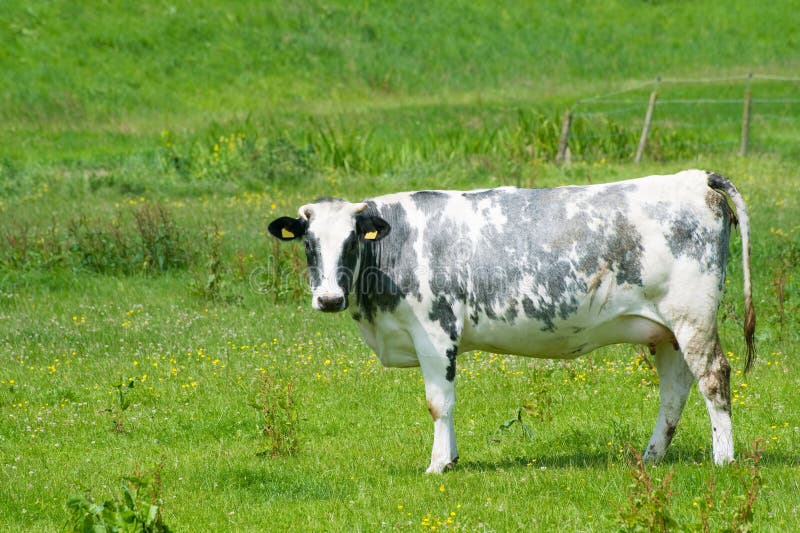 Vache noire et blanche photo stock. Image du simple, extérieur - 10038312