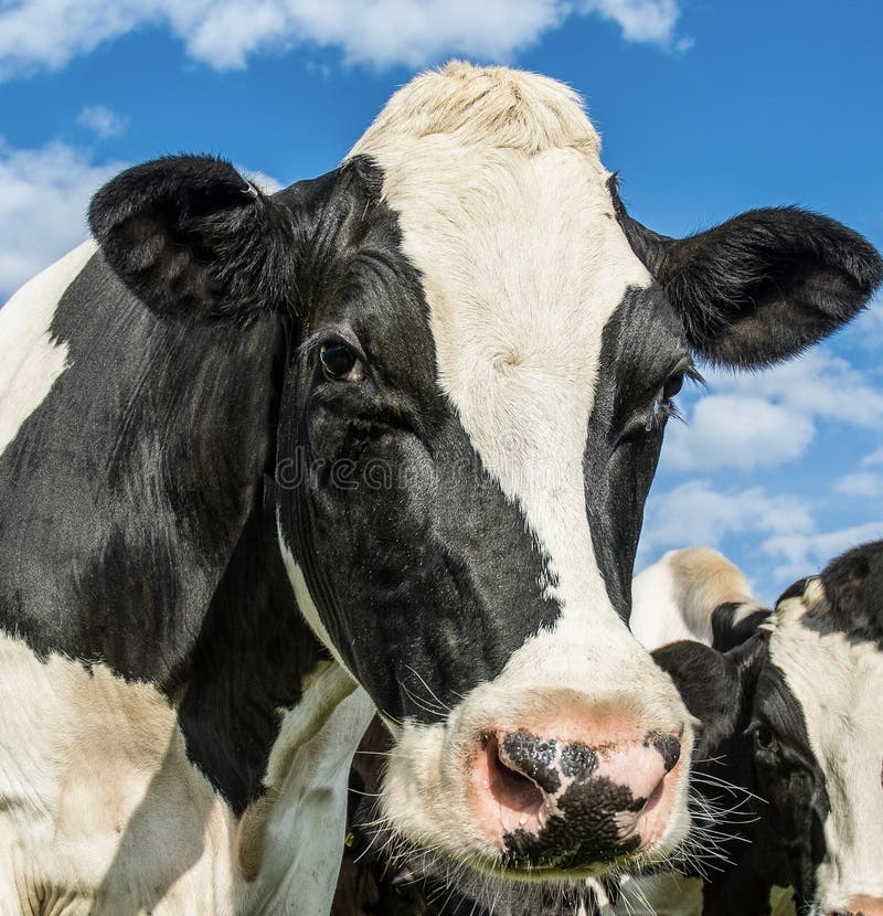 Vache Noire Et Blanche, Fin Photo stock - Image du agricole, vaches ...
