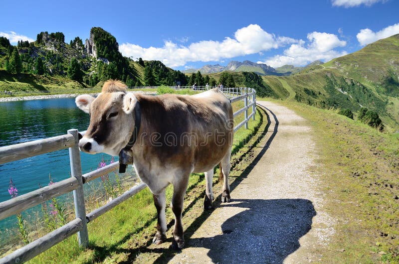 Paysage De Montagnes Avec Le Lac Et La Vache Photo stock - Image du été ...