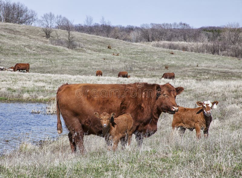 Vache Rouge à Angus Avec Des Veaux Photo stock - Image du angus ...