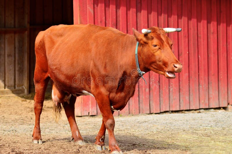 Vache rouge photo stock. Image du frais, campagne, femelle - 30883726