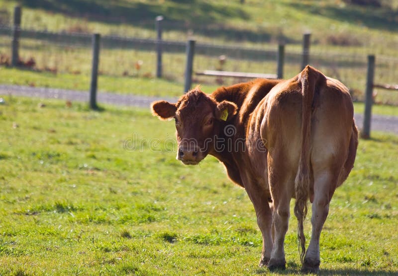 Vache rouge image stock. Image du simple, outside, around - 7198817